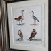 Vintage Colored Bookplate of Birds Mounted and Framed in Wood Mixed ...