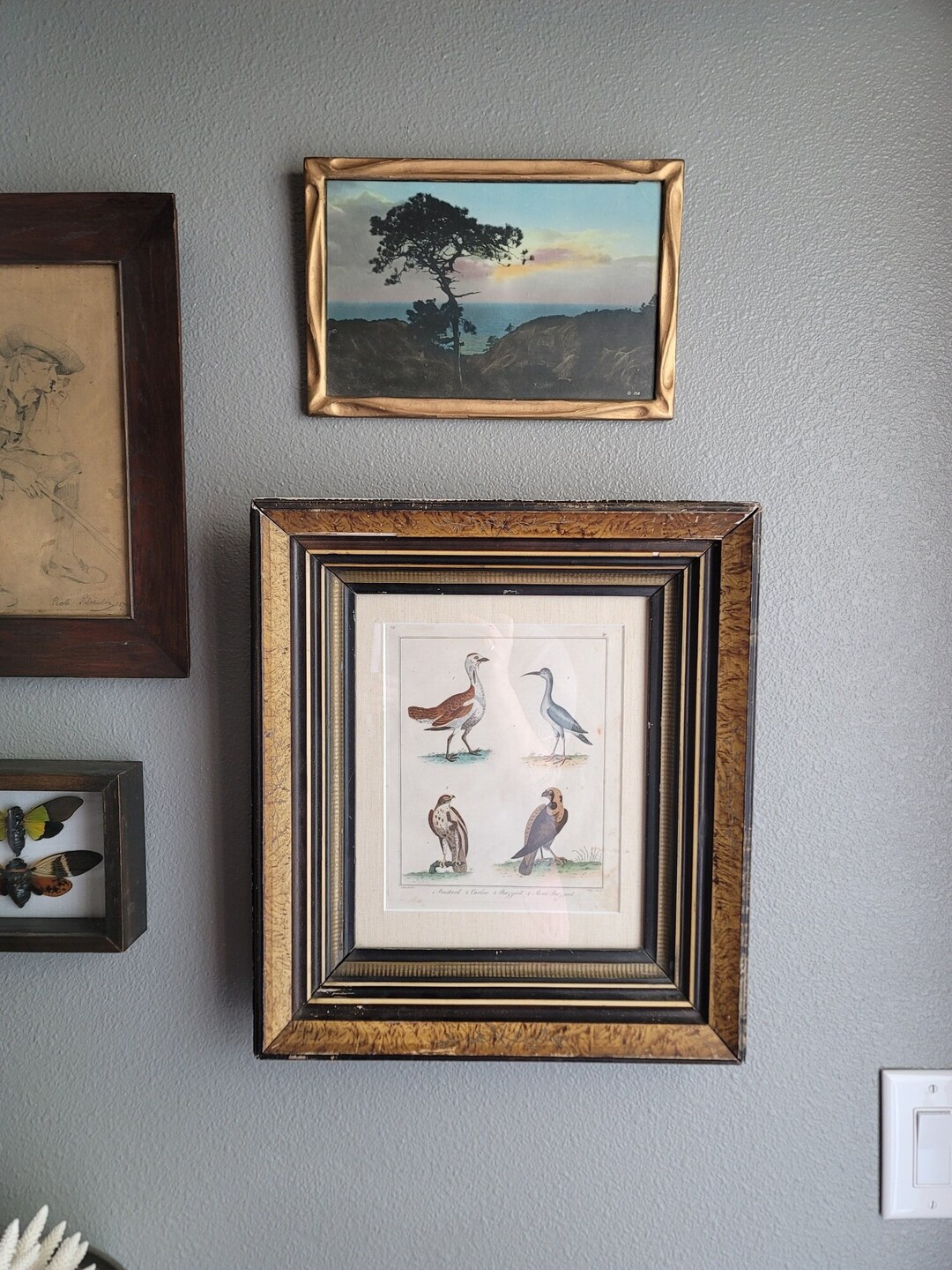 Vintage Colored Bookplate of Birds Mounted and Framed in Wood Mixed ...