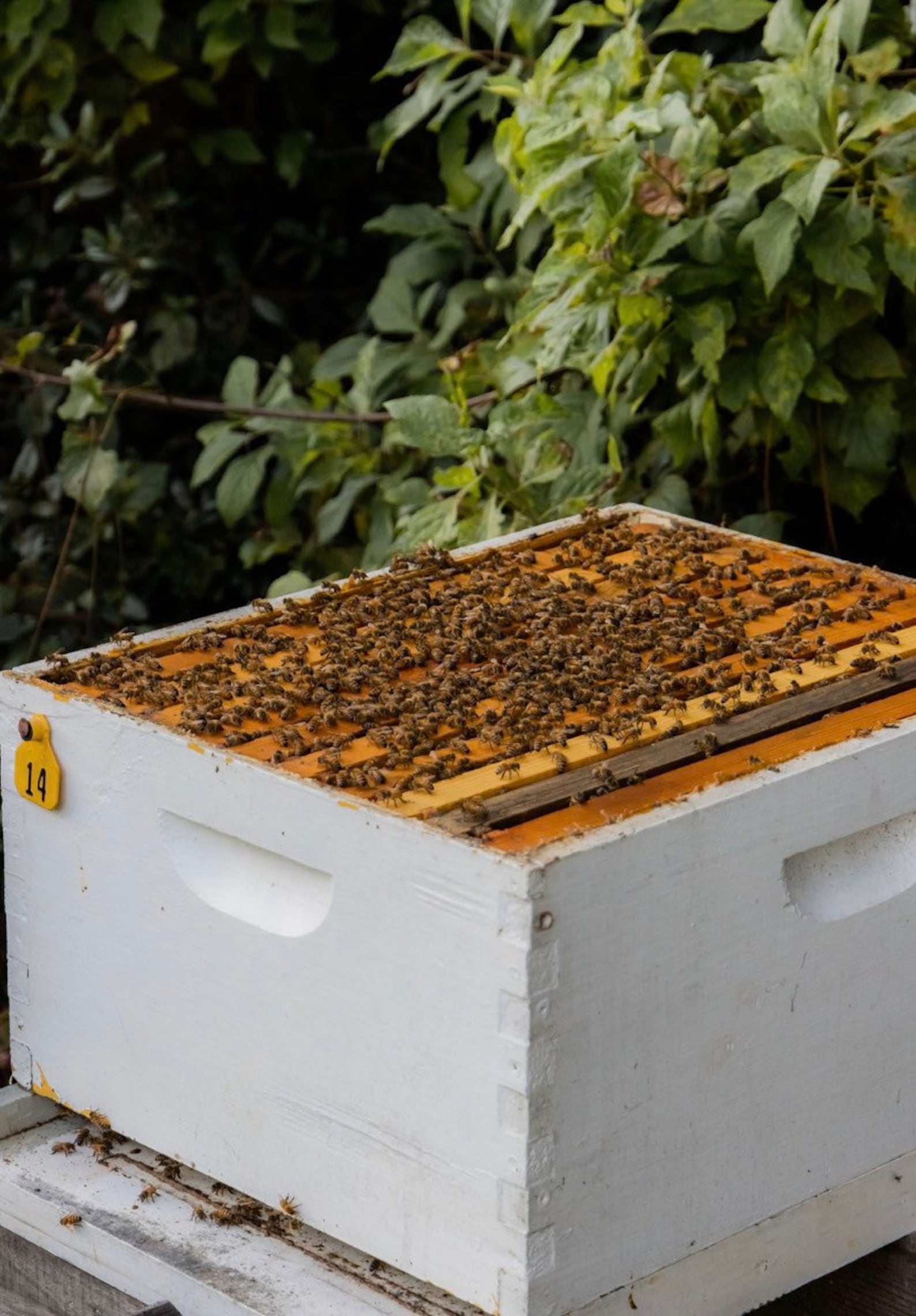 Monthly Subscription Honey Bee Box, Bee Gift Box With Florida Honey and ...