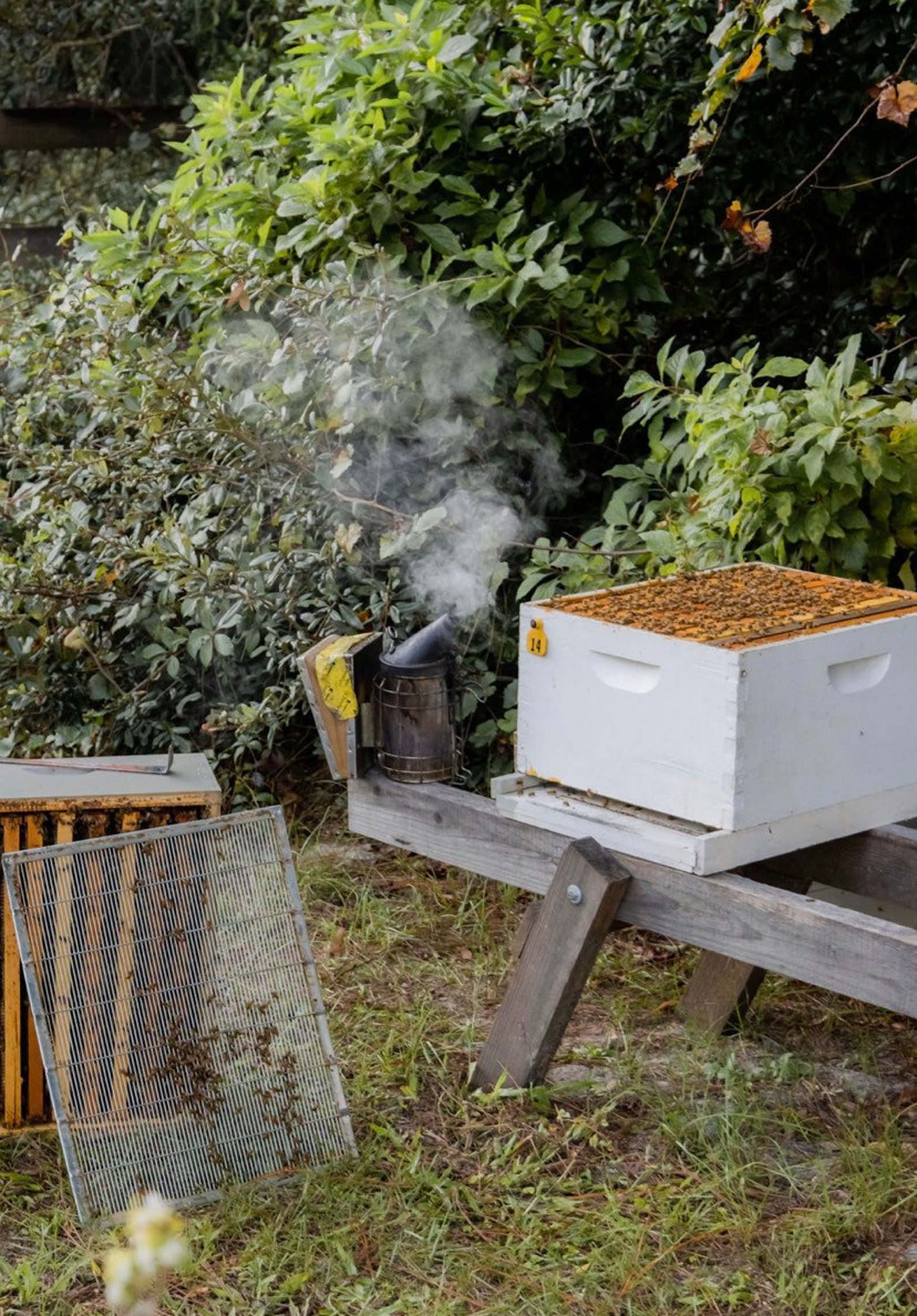 Monthly Subscription Honey Bee Box, Bee Gift Box With Florida Honey and ...