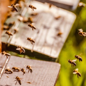 Beehive Inspection Log, Beekeeping Tool, Beekeeper Log, Hive Log ...