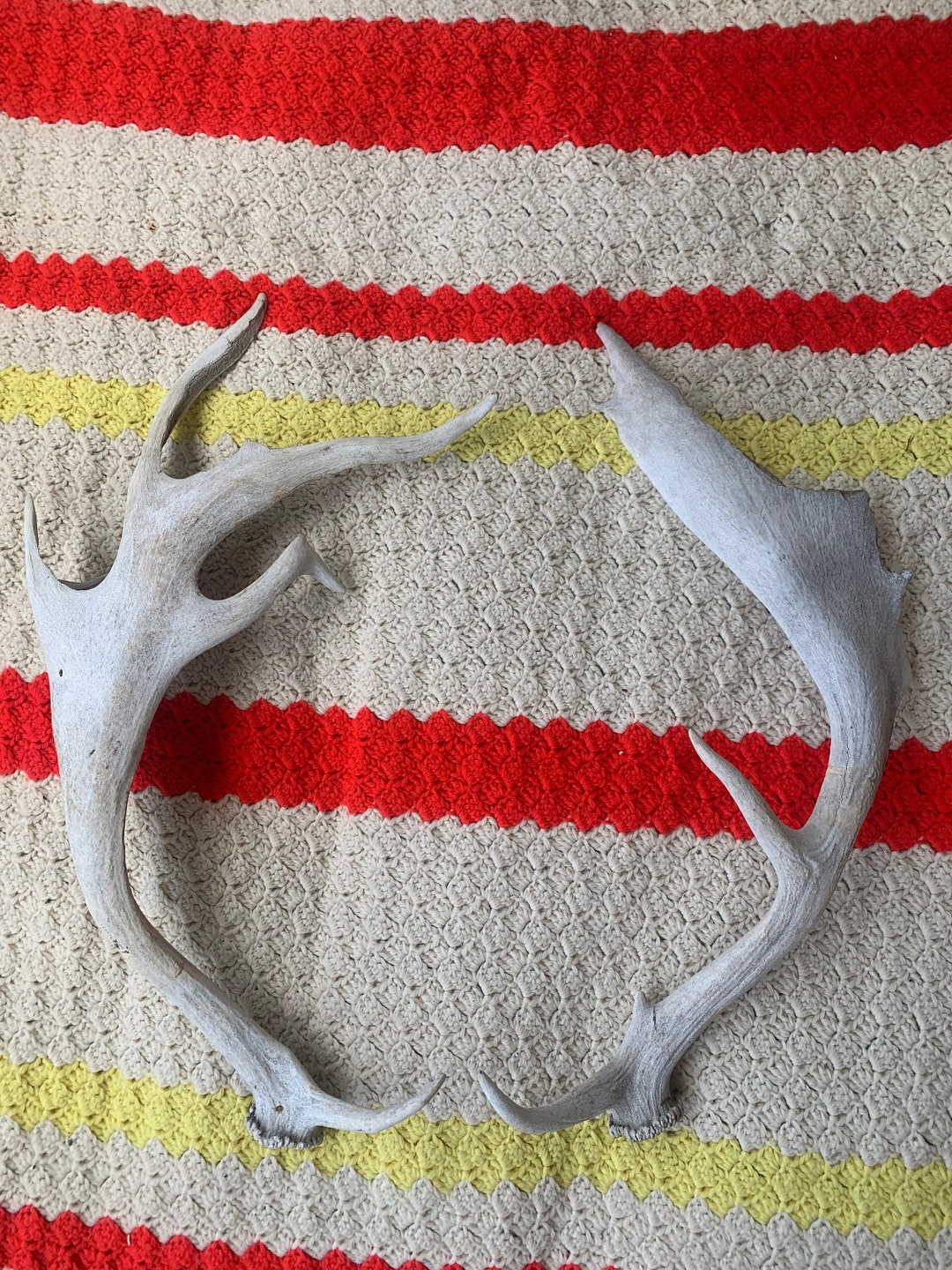 Large Pair of Fallow Deer Antler Sheds 23” Long - Etsy