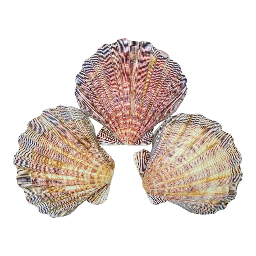 Natural Lion Paw Sea Shells for Crafting & Home Decor - Etsy