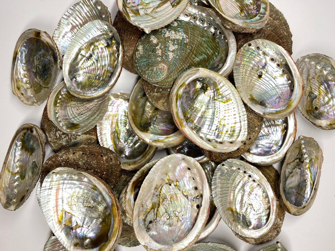 Abalone Sea Shell Bulk Wholesale Comes With 4-5 Inches. We Do ...
