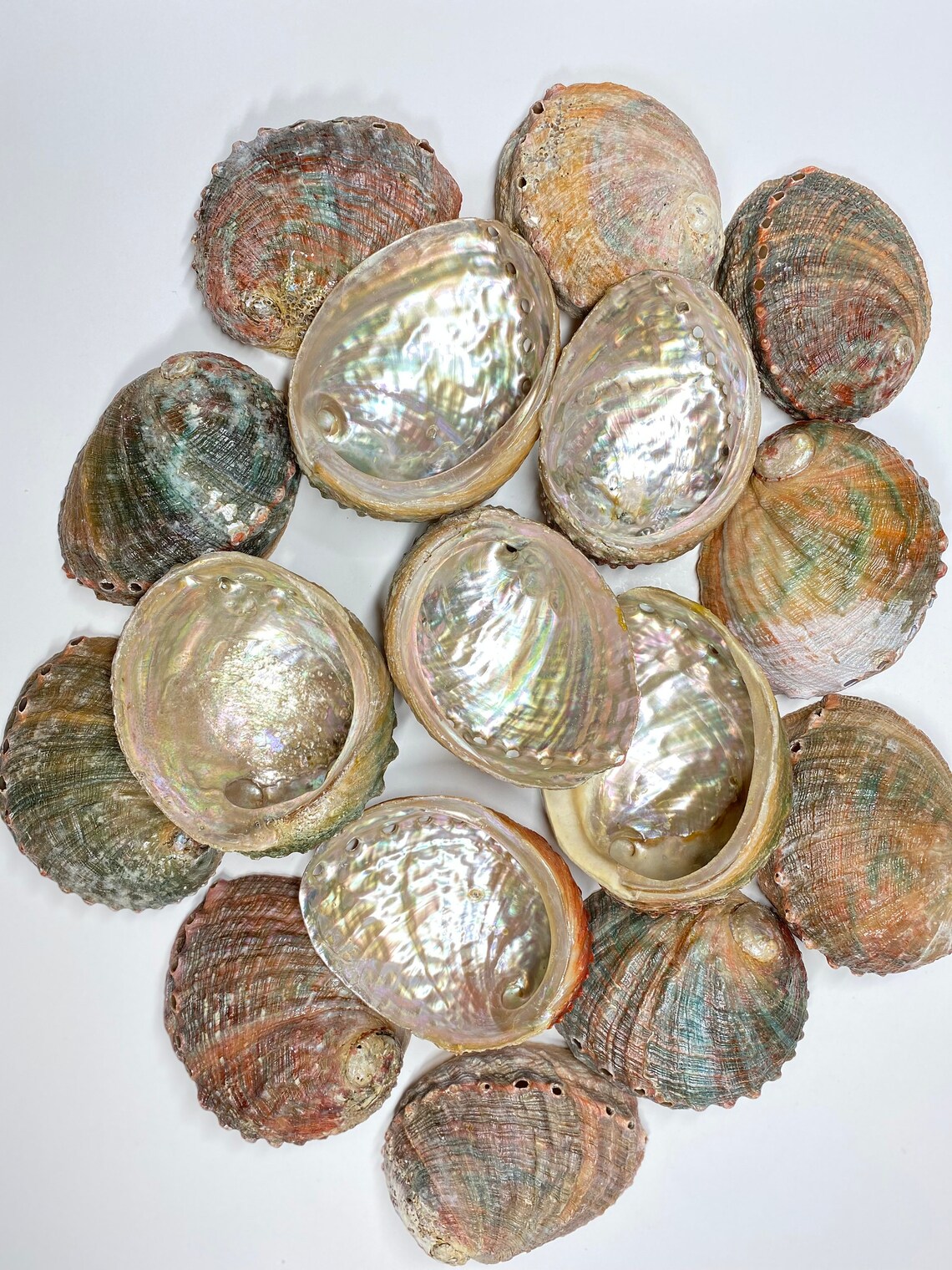 Threaded Abalone Shell Bulk Wholesale Comes in 4-5 Inches. - Etsy