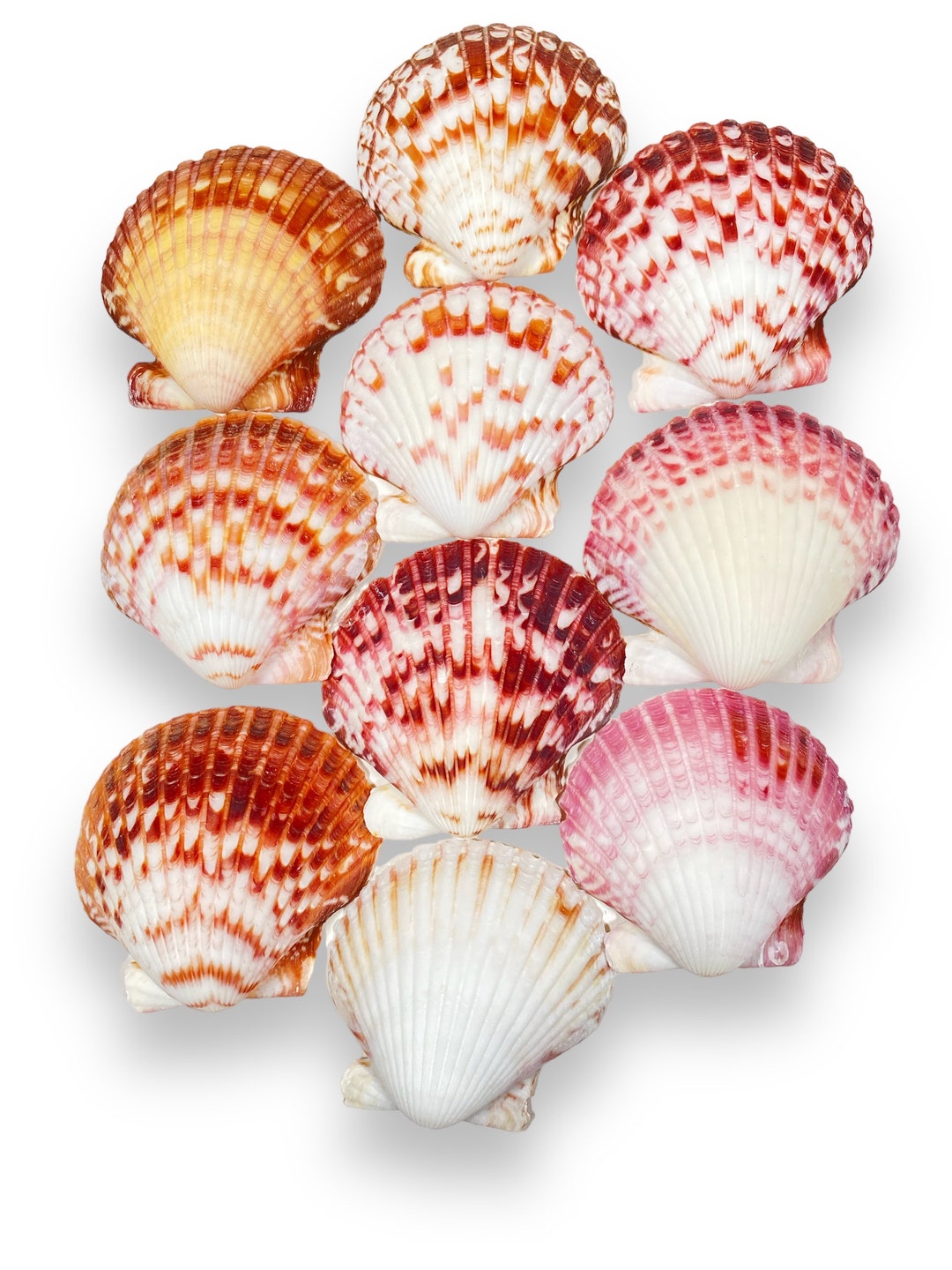 Pink Pecten Sea Shell for Home Decor, Artwork, Drafting, Jewelry and ...