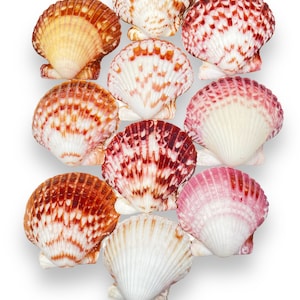 Pink Pecten Sea Shell for Home Decor, Artwork, Drafting, Jewelry and ...