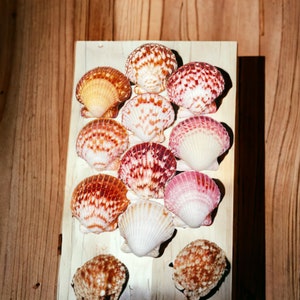 Pink Pecten Sea Shell for Home Decor, Artwork, Drafting, Jewelry and ...