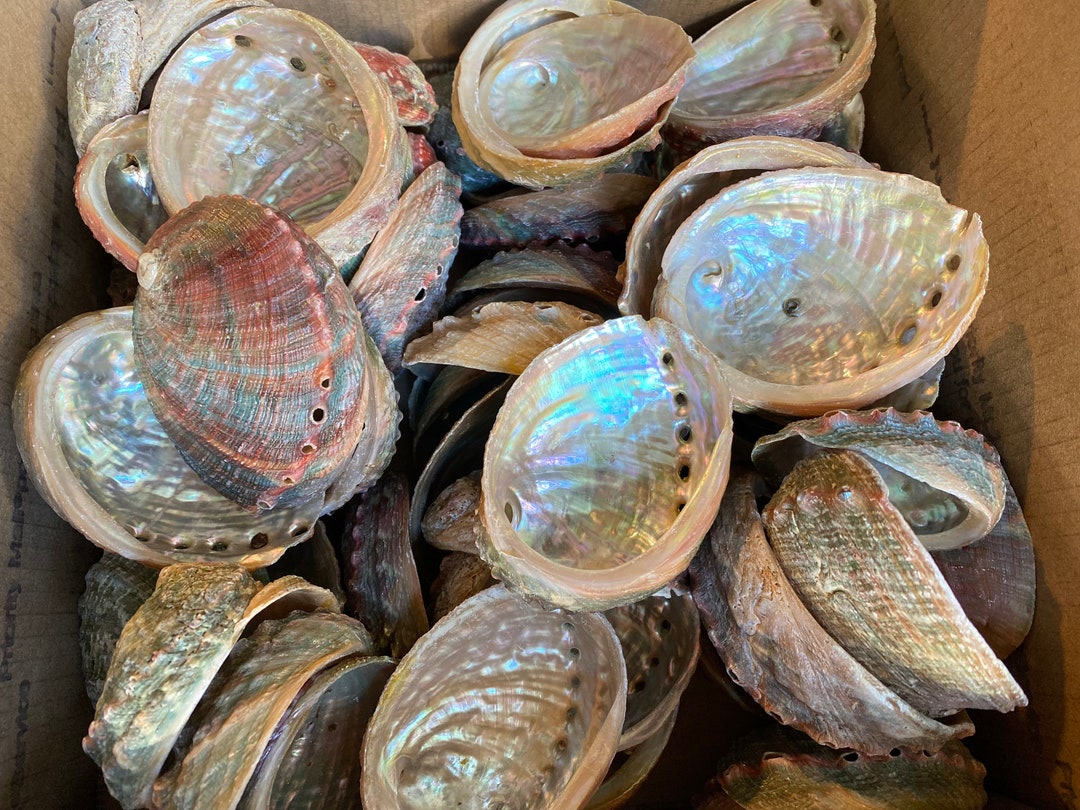 Wholesale (3-4") Threaded Abalone Shells Comes in Great Price. 100% ...