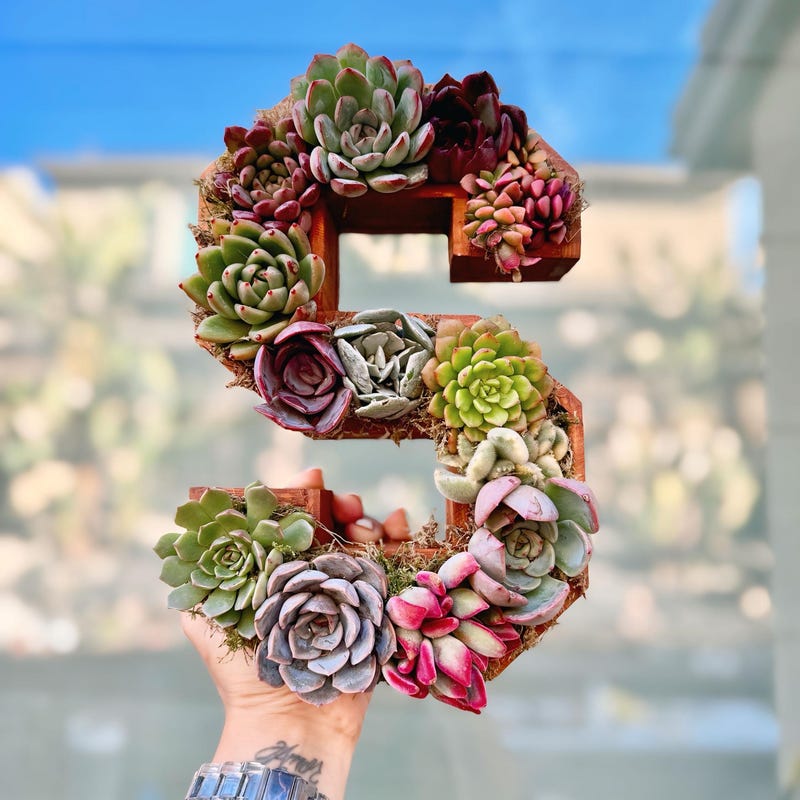 Vertical Wall Succulent - Etsy