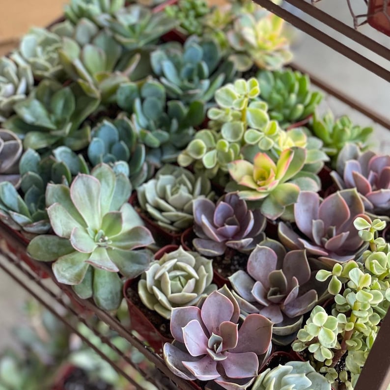 Gold Crescent Moon Succulent Arrangement Metal Moon Planter - Etsy