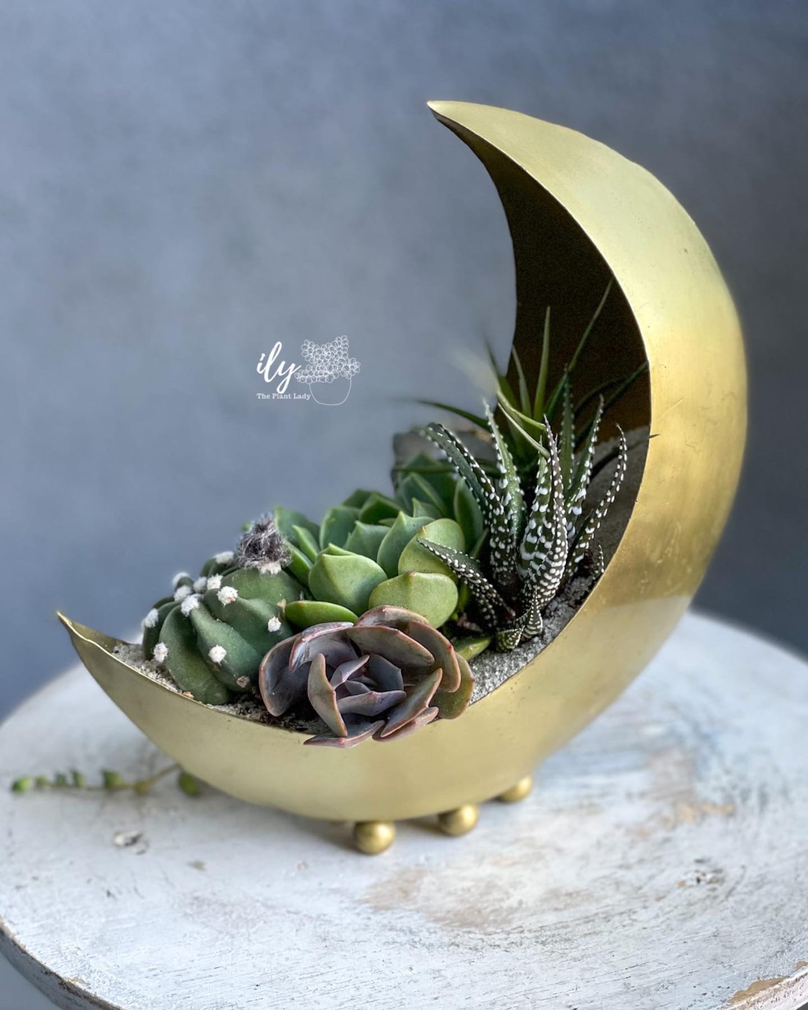 Gold Crescent Moon Succulent Arrangement Metal Moon Planter - Etsy