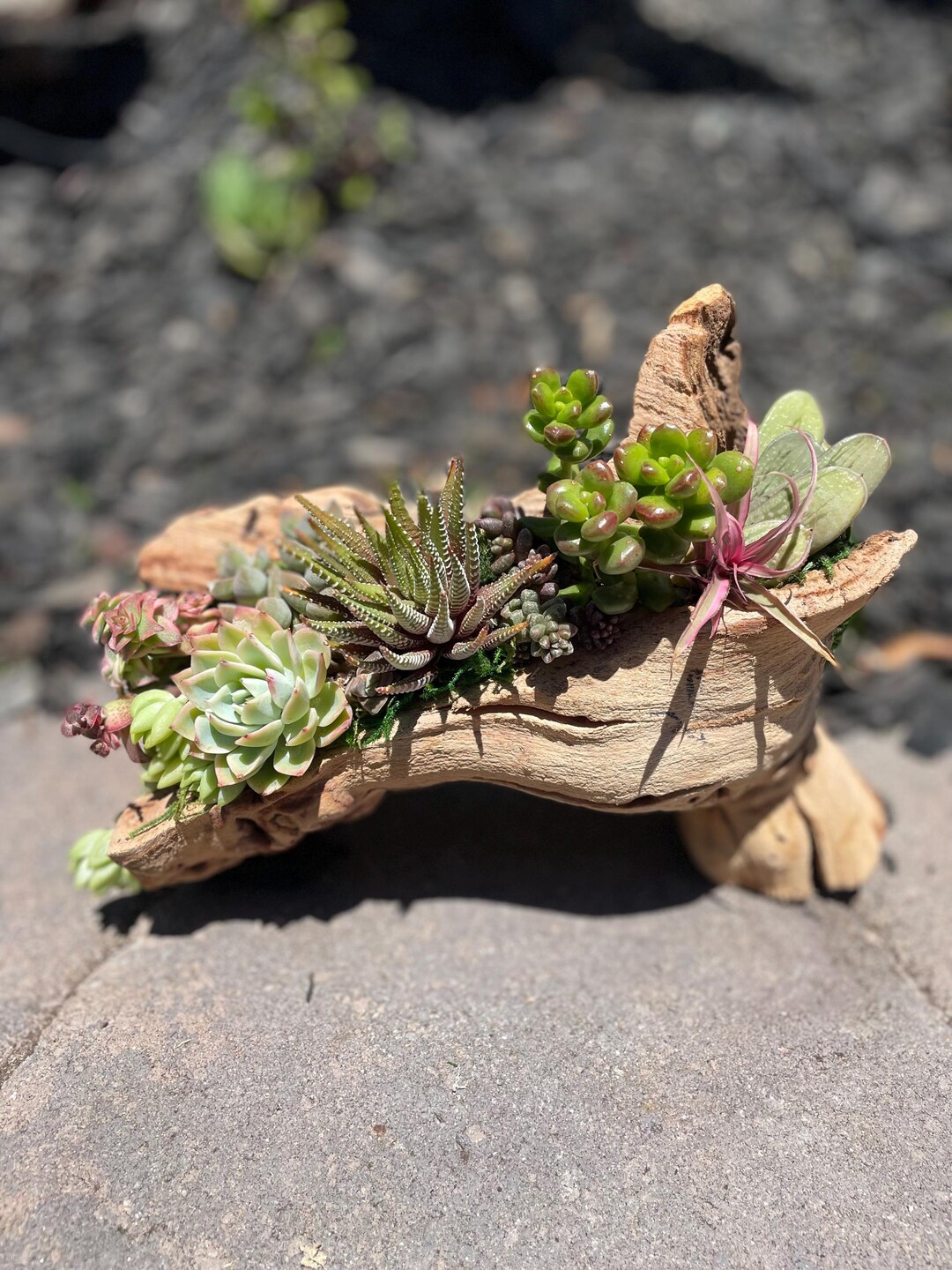 Grapevine Planter With Live Succulents, Succulent Arrangement in Real ...