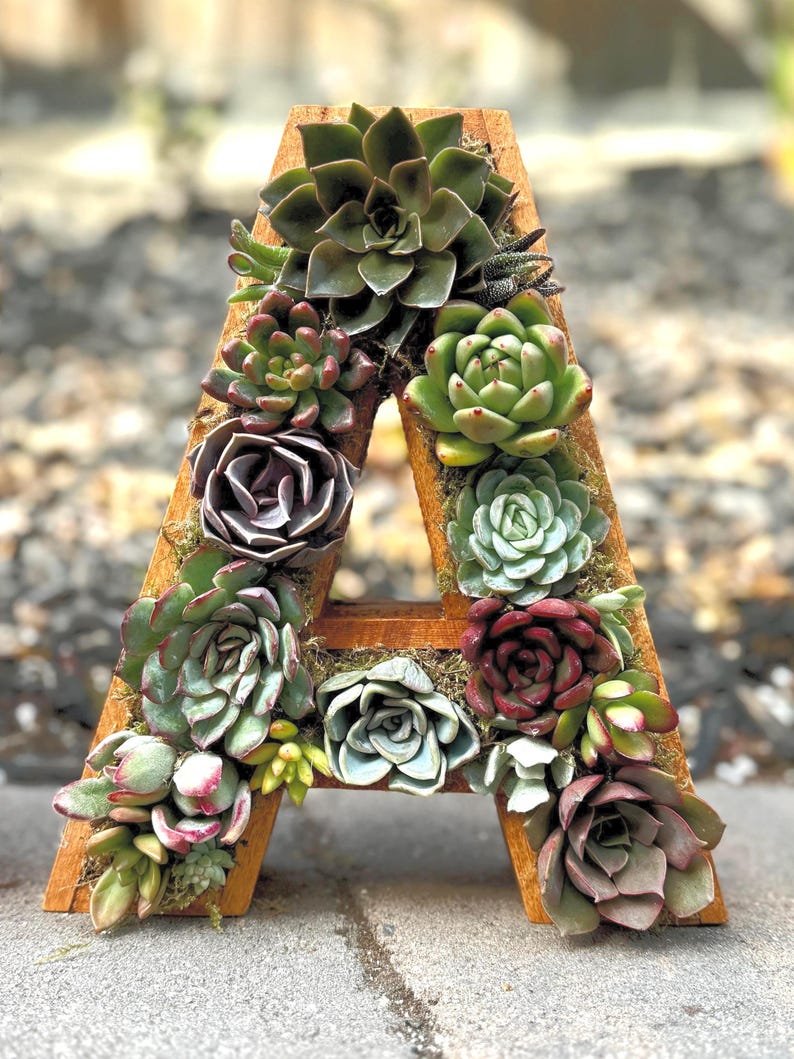 Vertical Succulent Garden Letters, Live Succulents in Wooden Letter ...