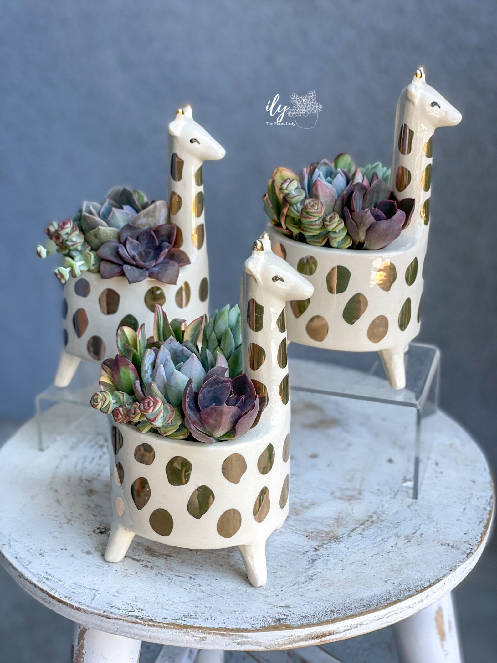 Chic Giraffe Succulent Arrangement Planter Pot Giraffe | Etsy