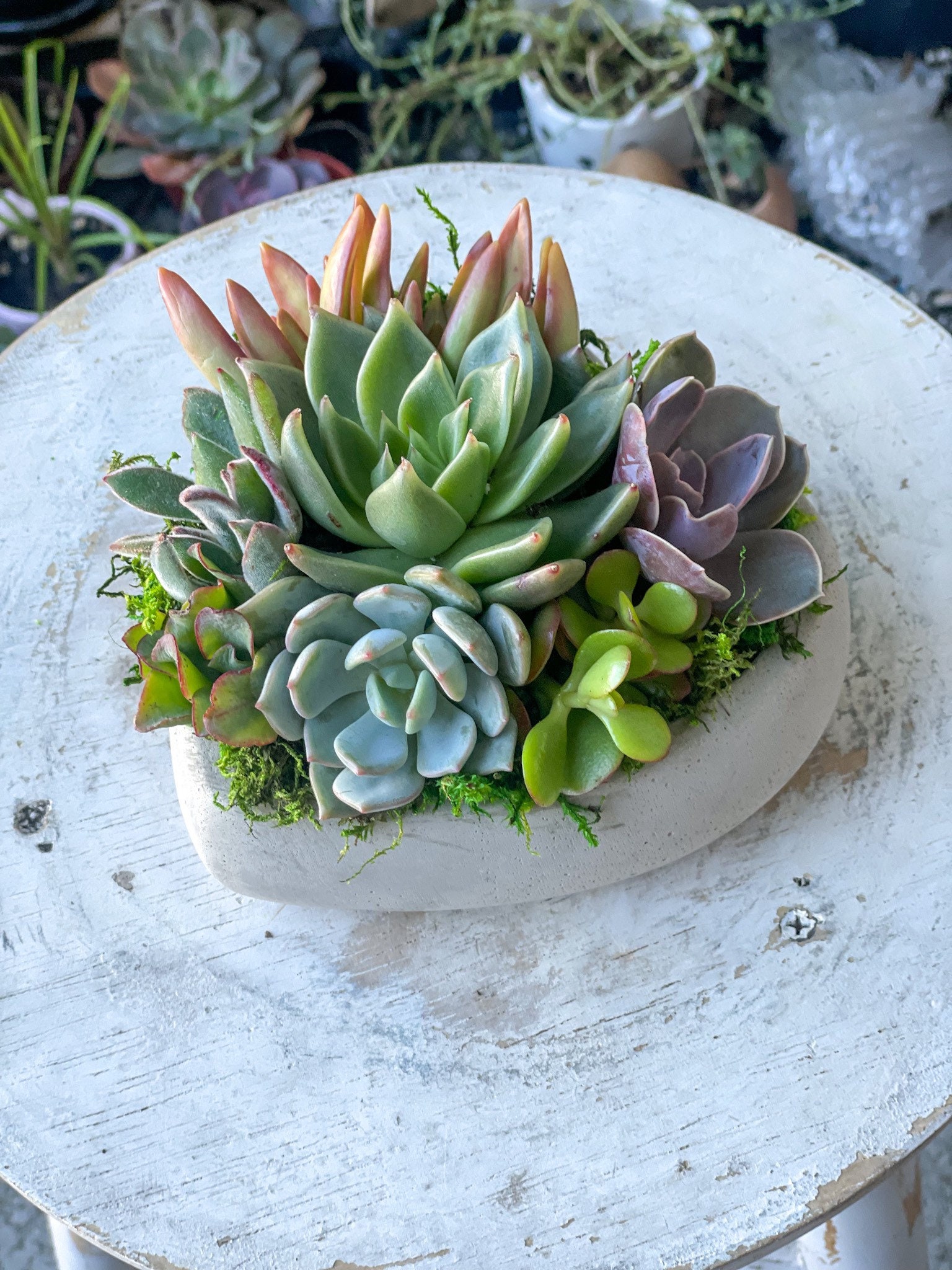 5 Cement Heart Shaped Planter With Live Succulent Arrangement - Etsy
