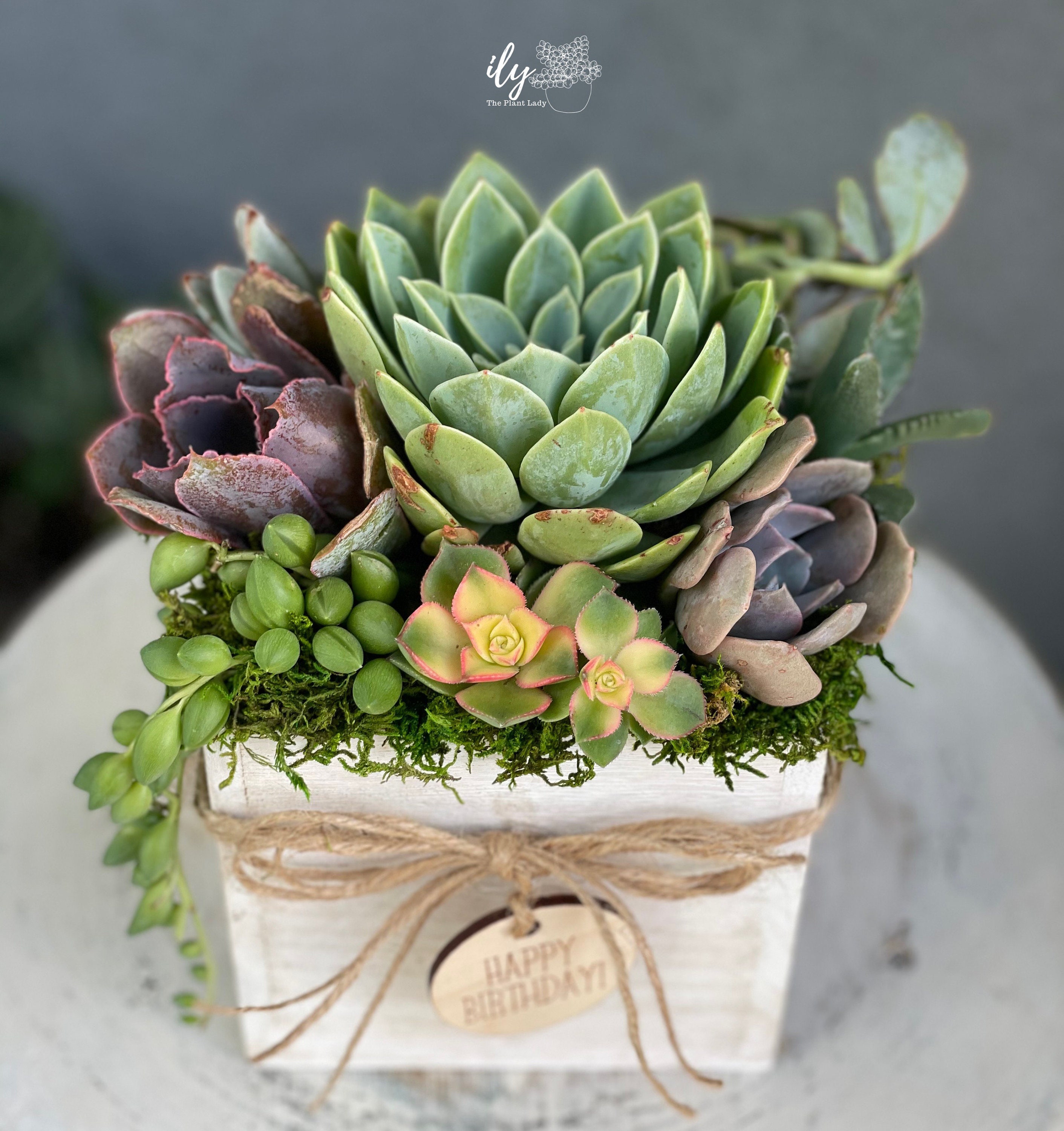 Custom Succulent Arrangement for All Occasions | Christmas | Birthday ...