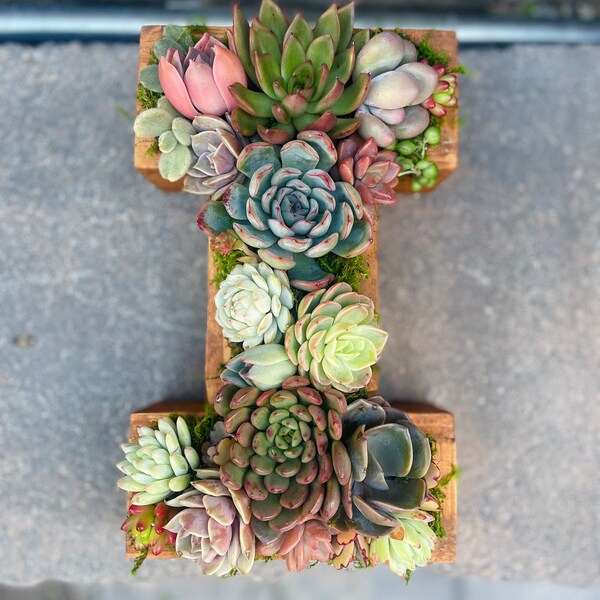 Succulent Letter - Etsy