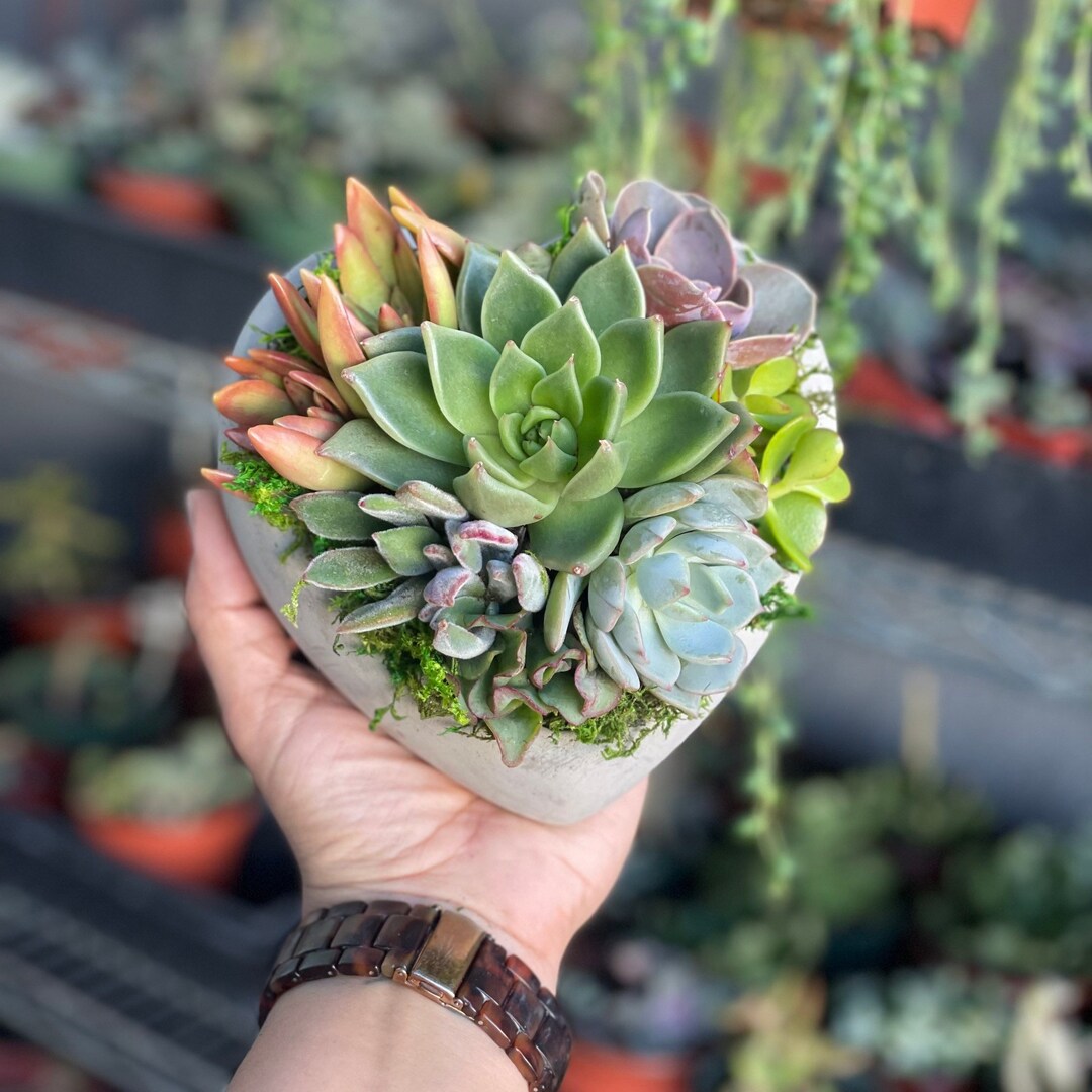 5 Cement Heart Shaped Planter With Live Succulent Arrangement Mothers ...