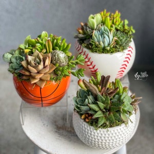 Sports Ball Succulent Arrangement | Ceramic Football Planter | Ceramic ...