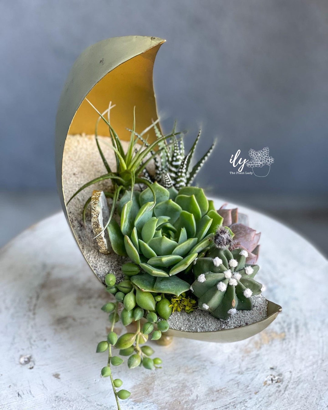 Gold Crescent Moon Succulent Arrangement, Metal Moon Planter, Live ...