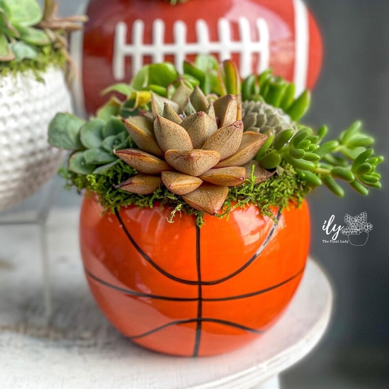 Sports Ball Succulent Arrangement | Ceramic Football Planter | Ceramic ...