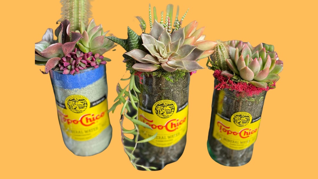 Topo Chico Succulent Arrangements, Repurposed Gifts, Unique Gift, Live ...