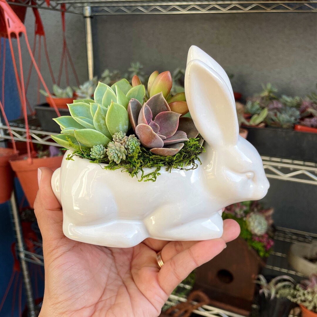 Small Bunny Succulent Arrangement, Spring Succulents, Easter Gift, Live ...
