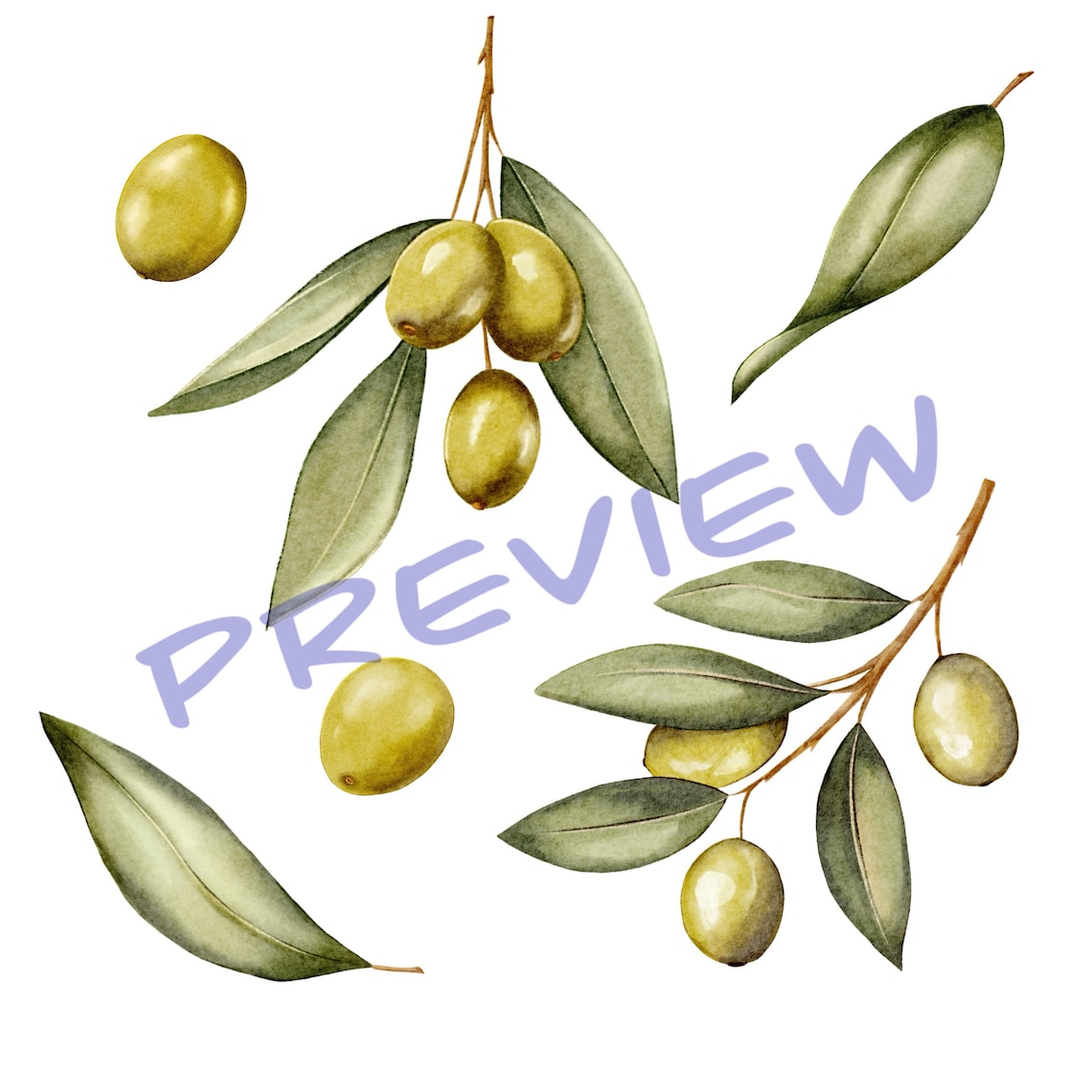 Olive Watercolor Png, Olives Branch Png, Watercolor Olive Branches Png ...