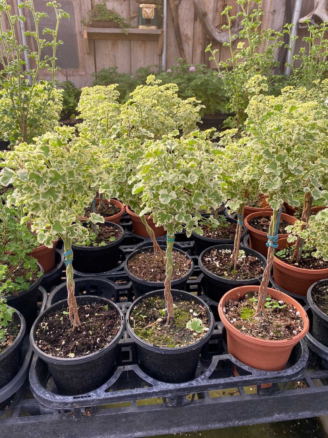 Variegated Scented Geranium Topiary 6" Pot Braids and Twists - Etsy