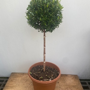 Myrtle Topiary 6" Pot - Real Live Topiary Plant - Etsy