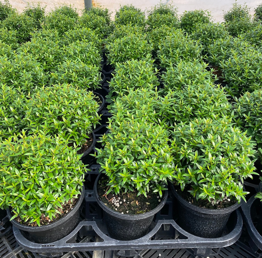 Myrtle Topiary Mound 6" Pot - Etsy