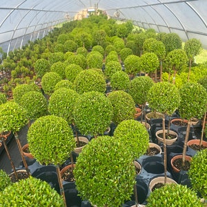 Myrtle Topiary 25”-30” Tall 4 Pack 6” Pot - Etsy