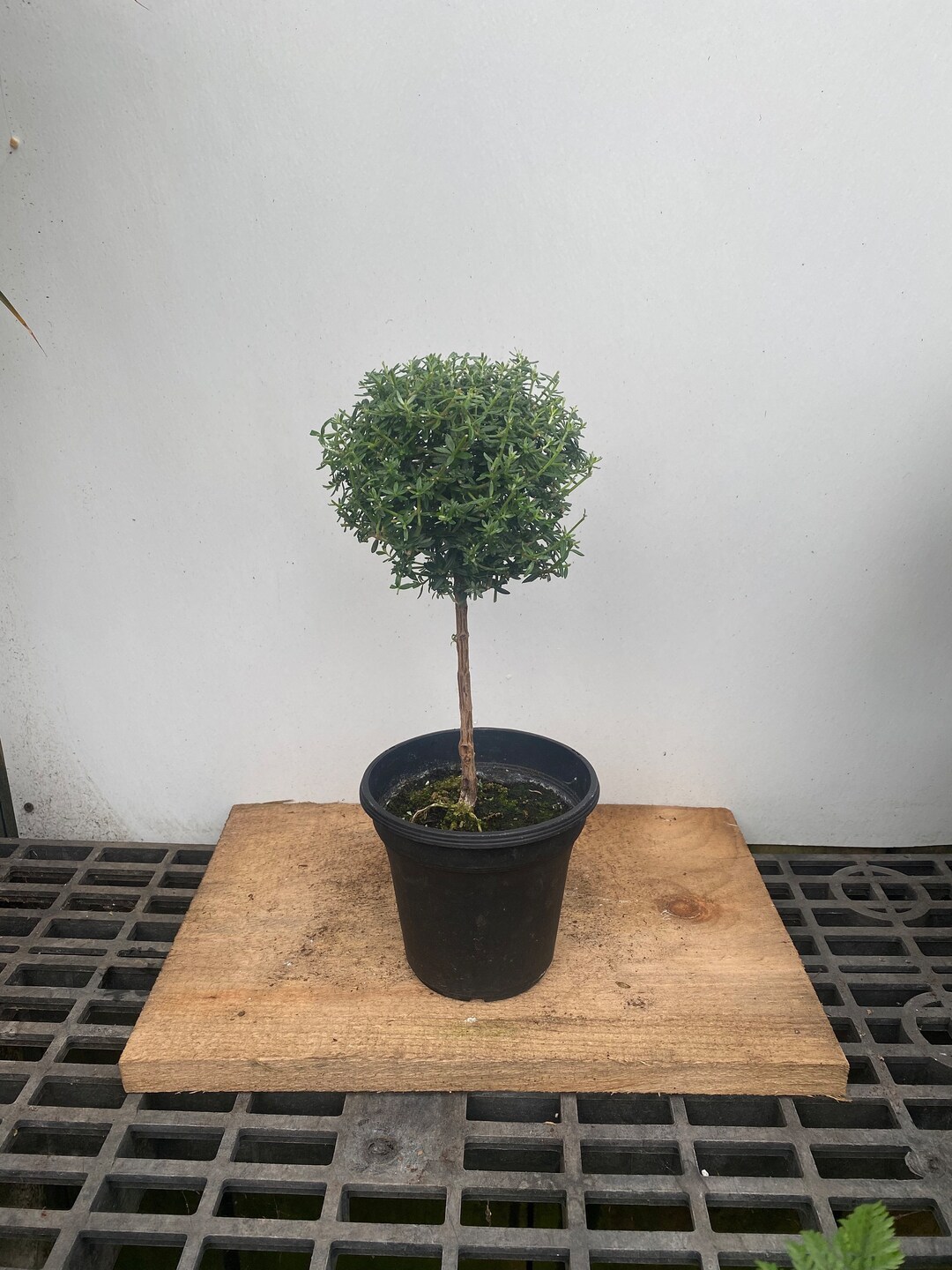 Westringia Topiary 6 Pot Single Head Real Live Topiary Coastal Rosemary ...