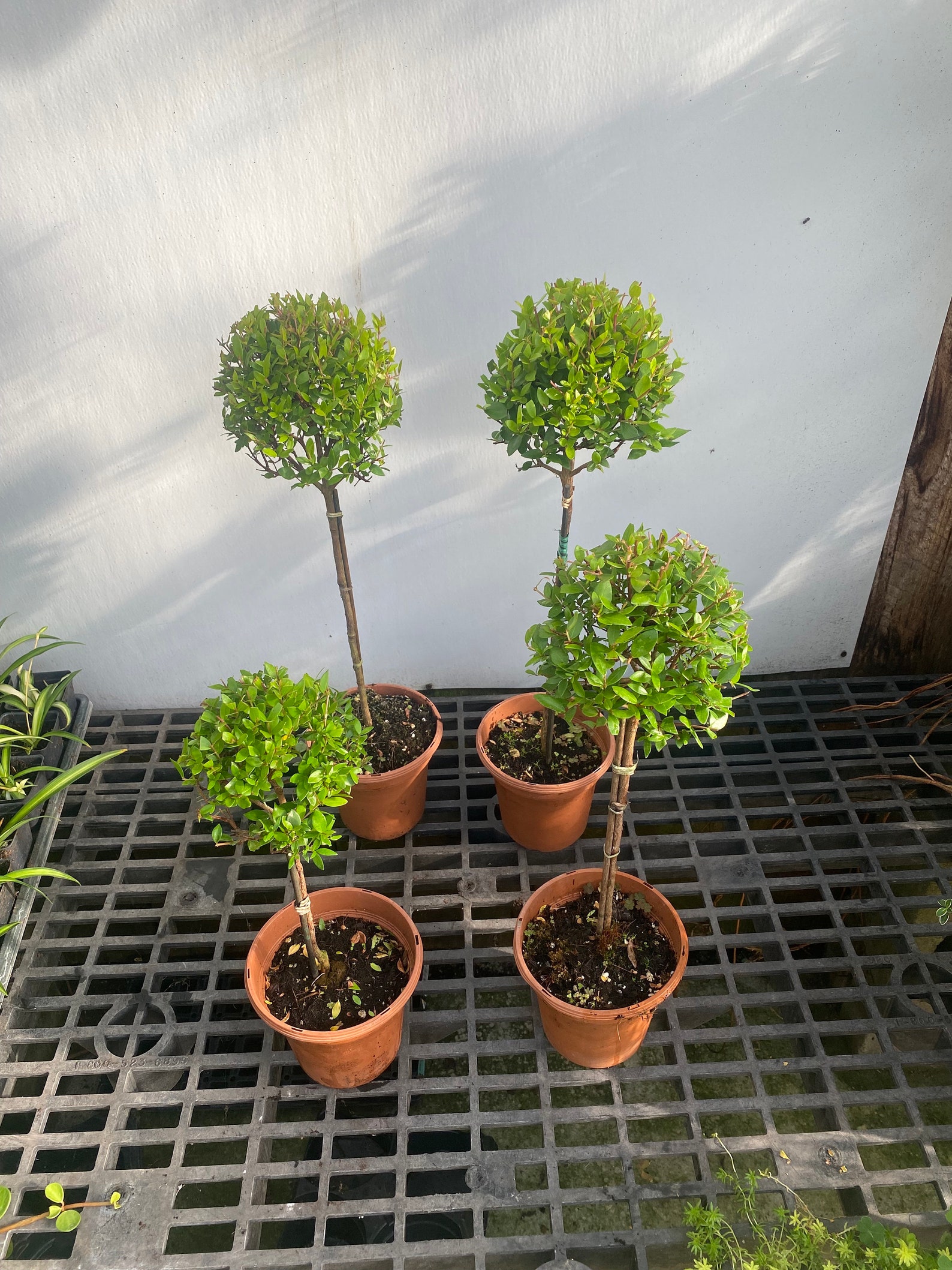 Myrtle Topiary 4 Pack Multi Sizes in 6” Pots Real Live Topiaries 14"-20 ...