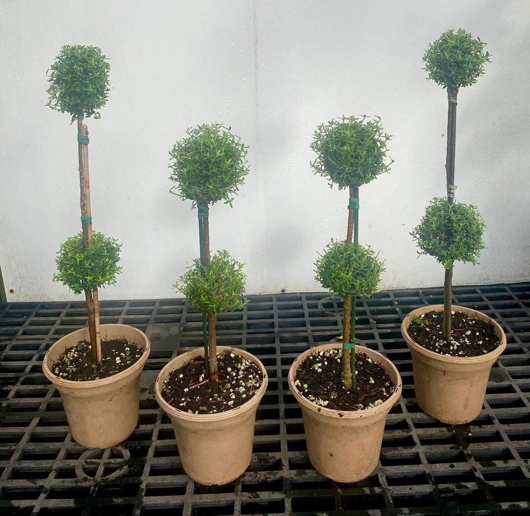 Topiary Westringia Double Ball 4 Pack of Real Live Topiaries 6 Pots - Etsy
