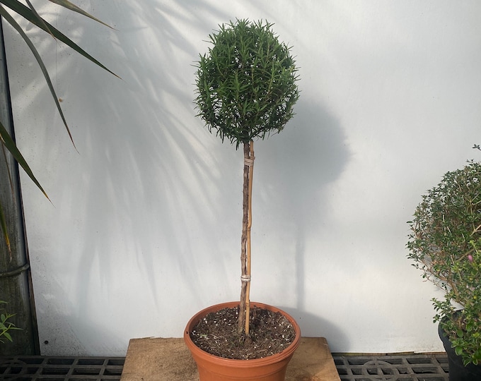 Rosemary Topiary Tall 24-30" in an 8" Pot. Real Live Topiary - Etsy