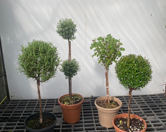 Topiary Mix Pack Real Live Topiaries 6 Pots Myrtle Westringia Rosemary ...