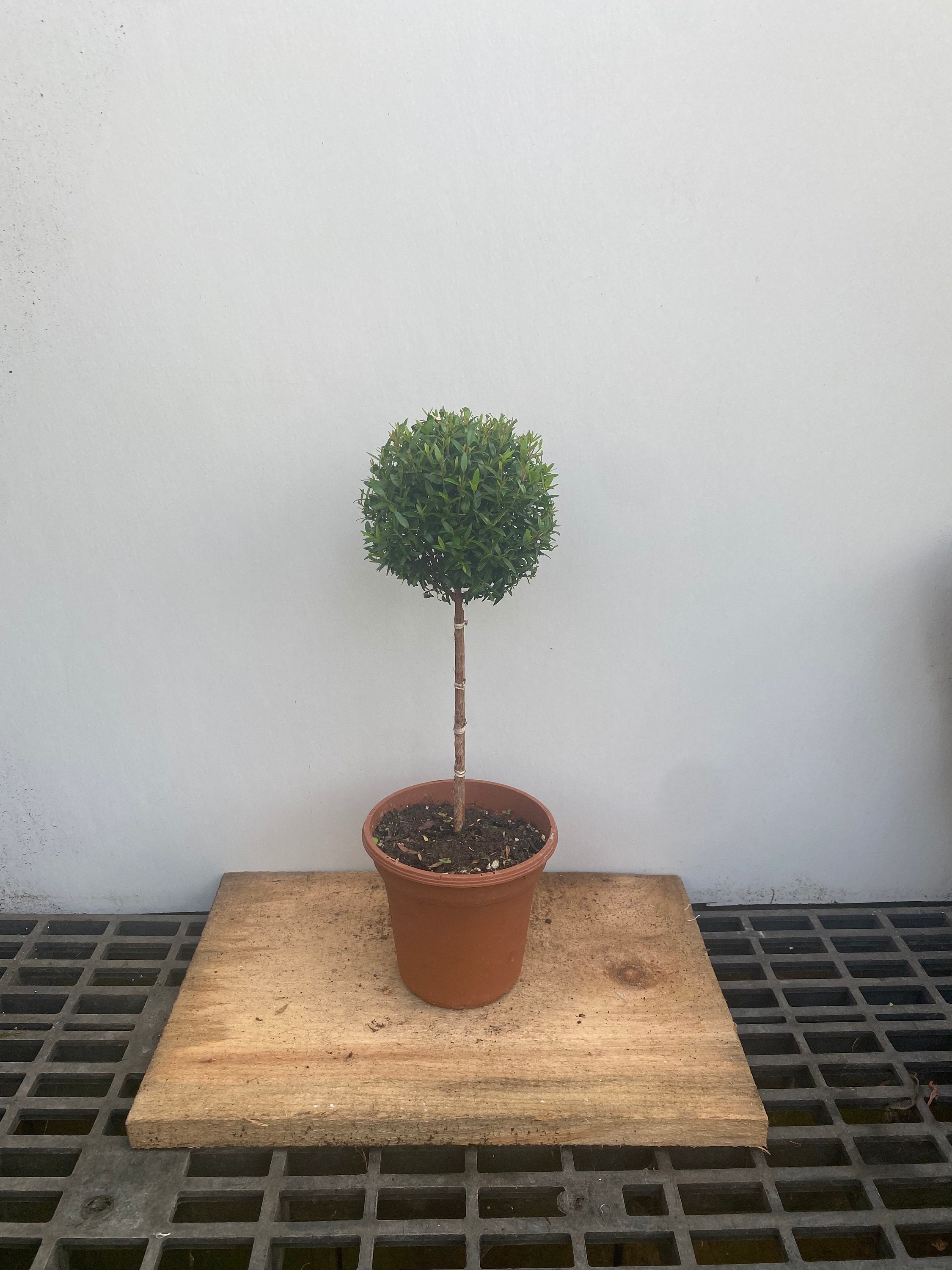 Myrtle Topiary 6 Pot Real Live Topiary Plant - Etsy