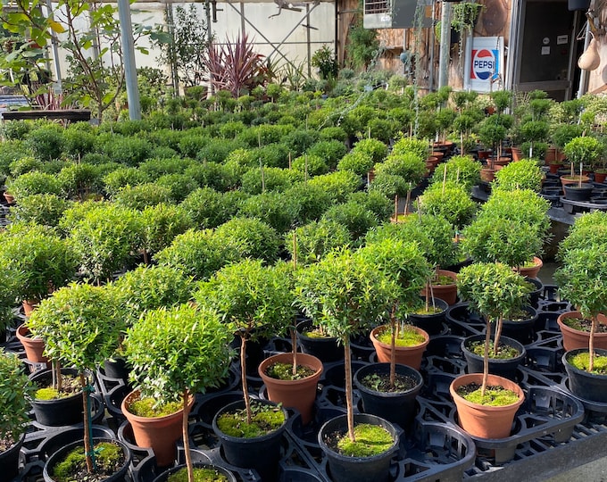 Myrtle Topiary 6" Pot - Real Live Topiary Plant - Etsy