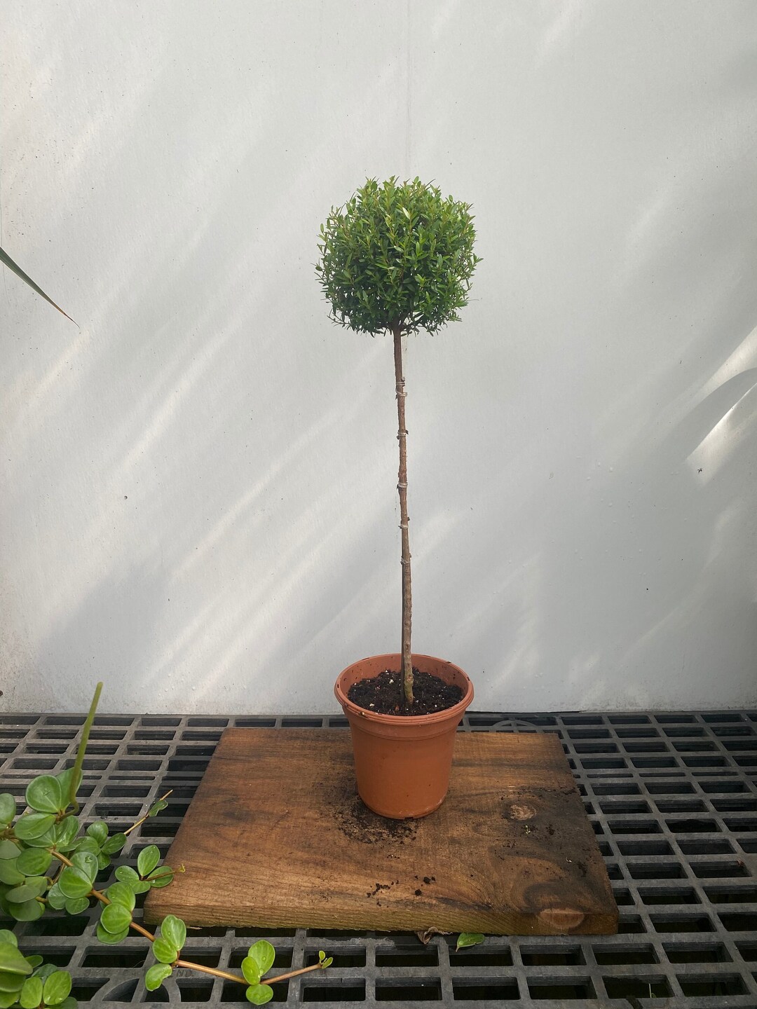 Myrtle Topiary 21-24” Tall in 6" Pot - Real Live Topiary Plant - Etsy