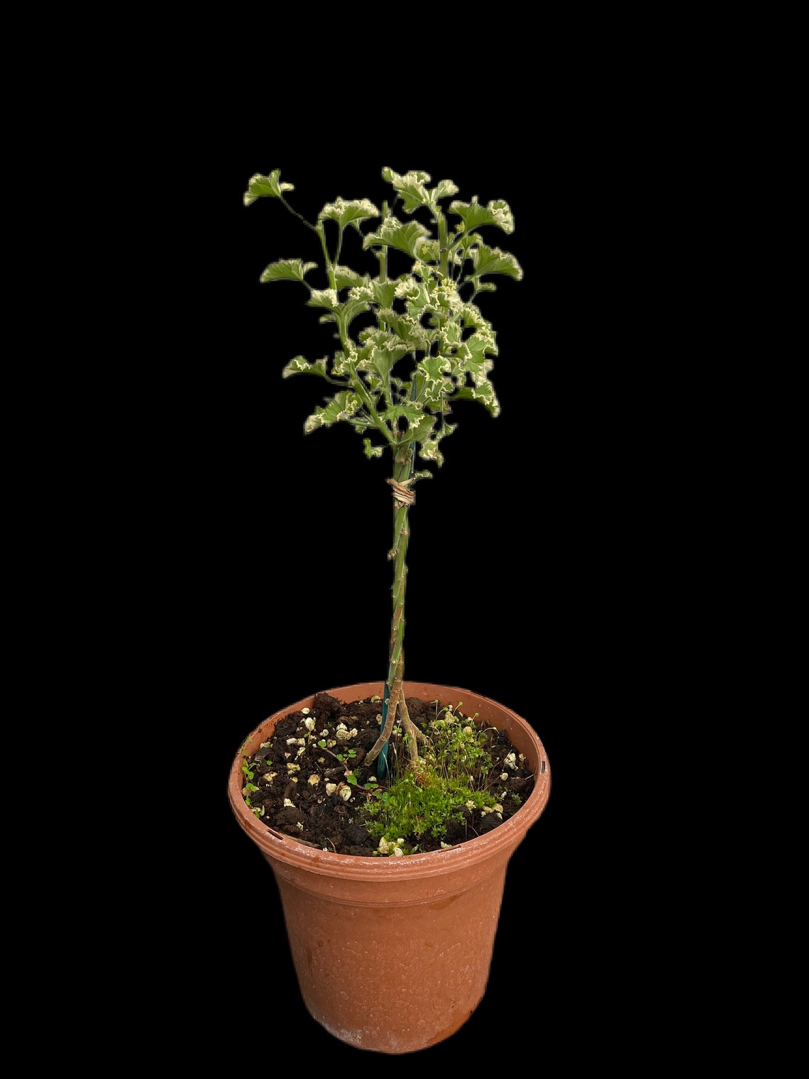 Scented Geranium Topiary braid or twist in a 6 pot green | Etsy