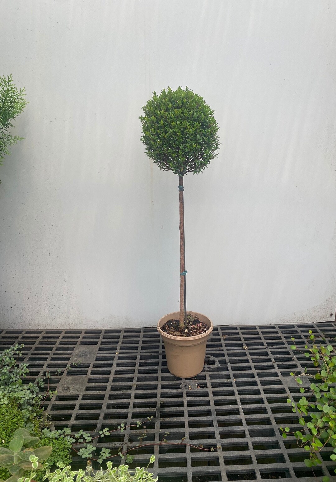 Tall Myrtle Topiary 25"-30” in 6" Pot - Real Live Topiary Plant - Etsy