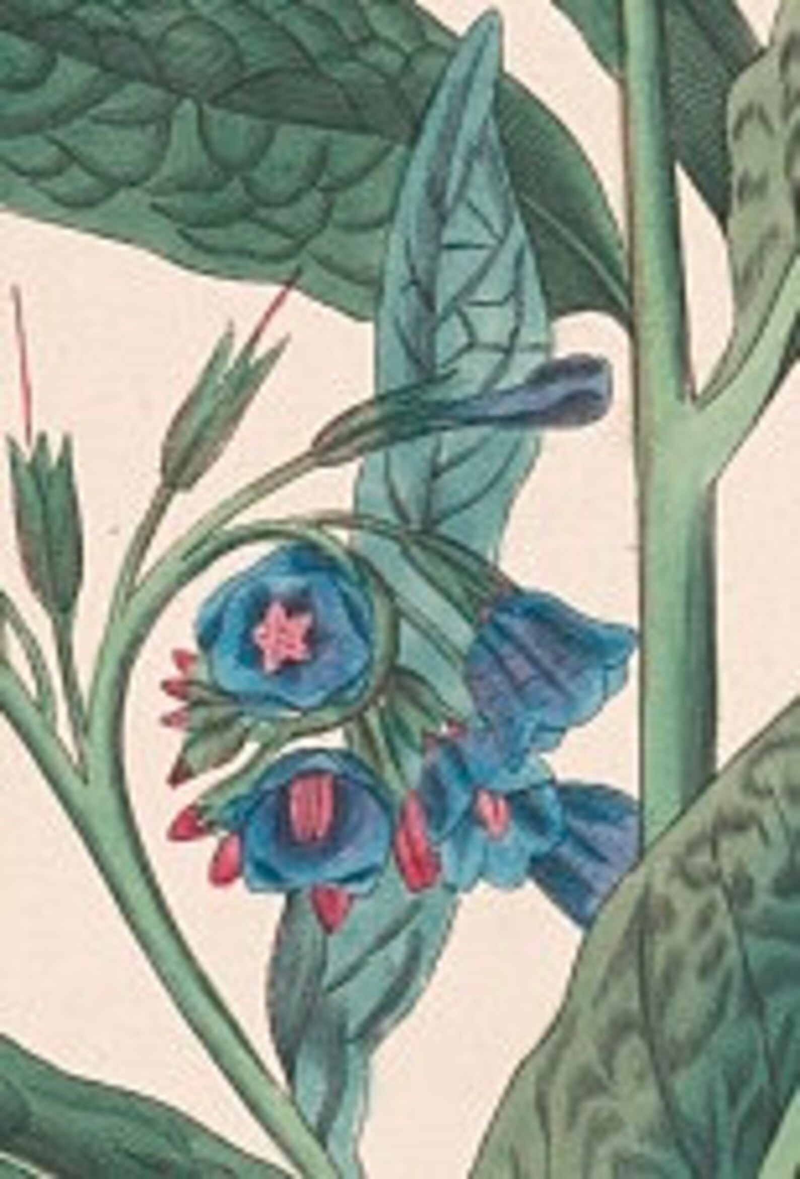 Blue Botanical Flowers Instant Digital Print - Etsy