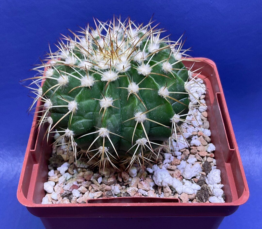 Melocactus Andinus Shown in a 4 Pot, G1852 - Etsy