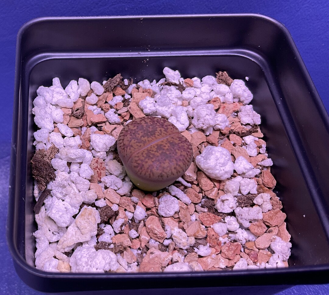 Lithops C15 Shown in a 2 Pot Living Stones 1391 - Etsy