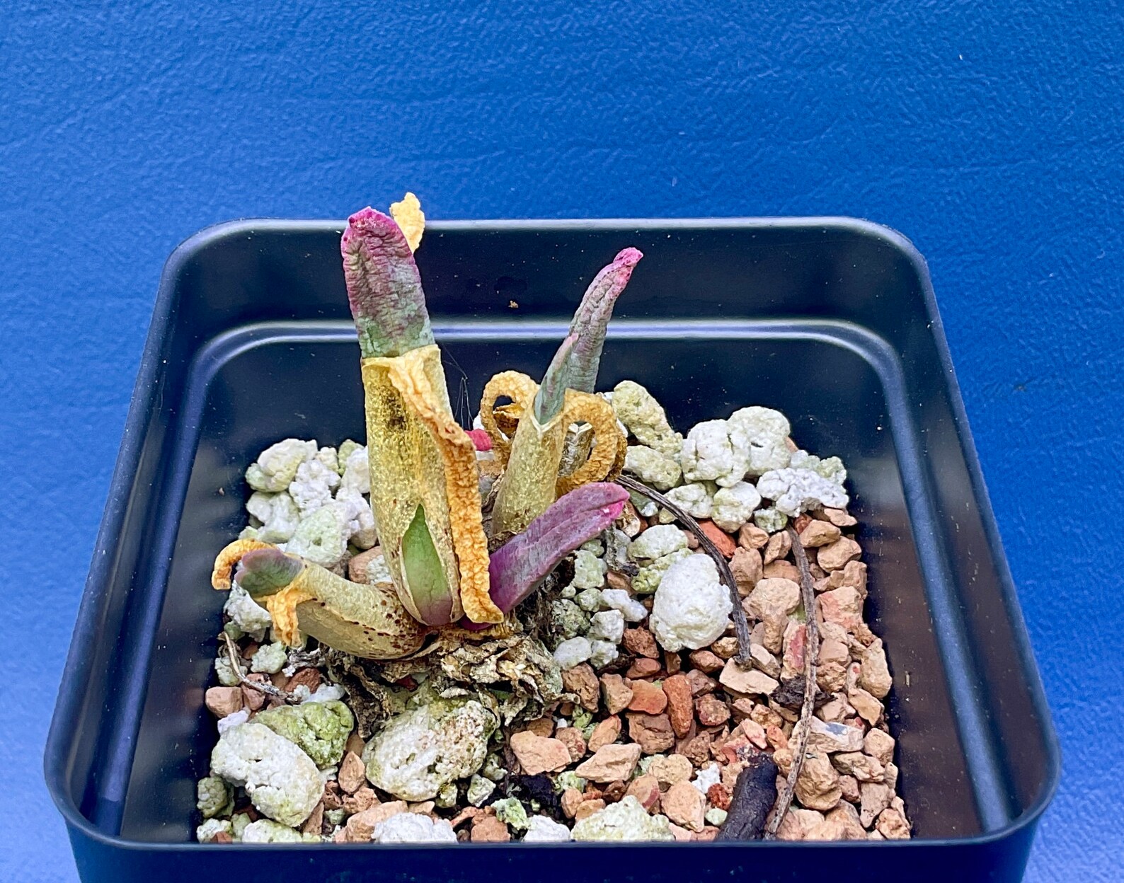 Cheiridopsis Rostrata Shown in a 2 Pot, Mesemb, 3386 - Etsy