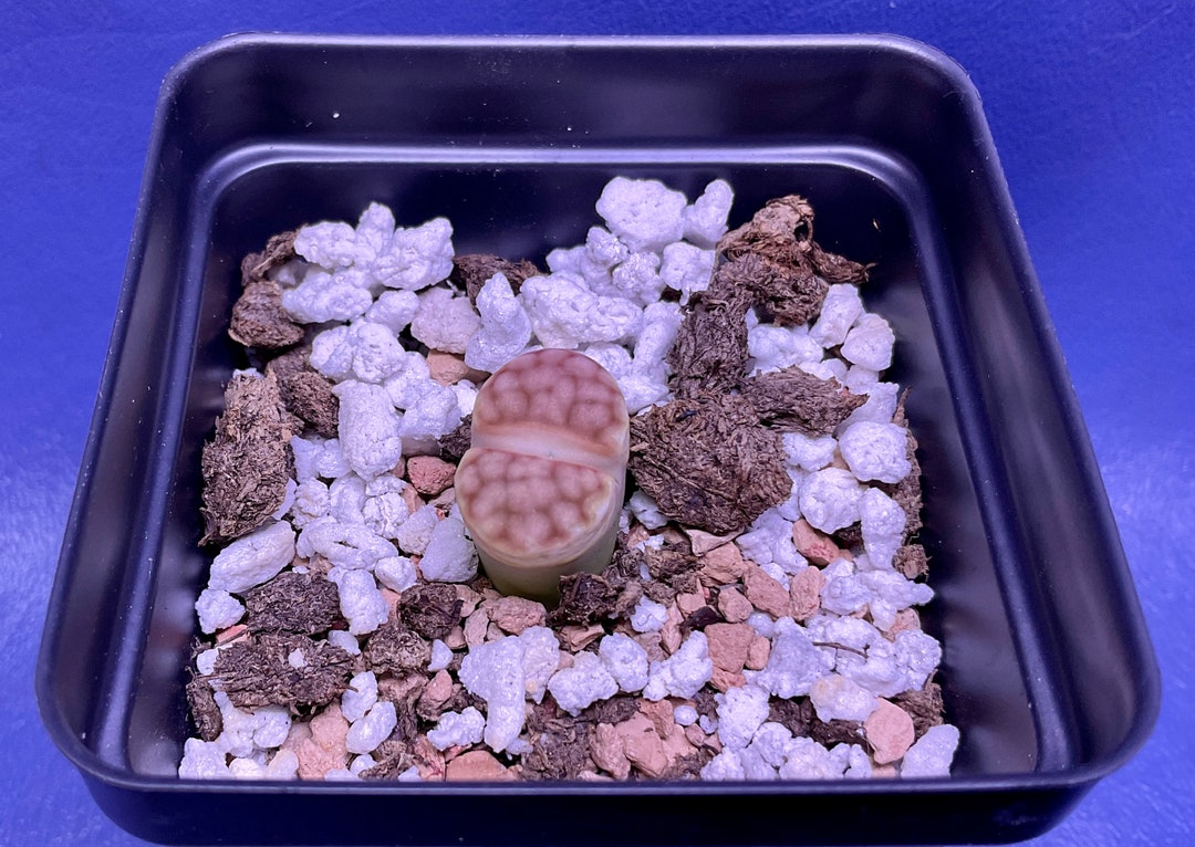 Lithops Karasmontana Subsp. Karasmontana Var. Karasmontana signalberg ...