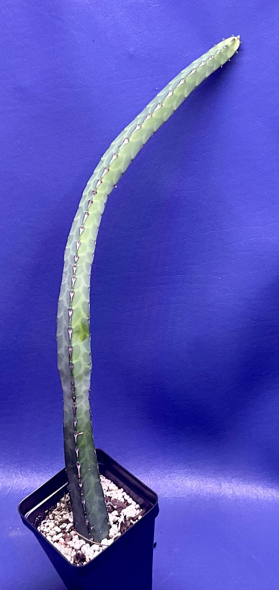 Euphorbia Heterochroma Shown in a 2 Pot 12 Tall G1278 - Etsy