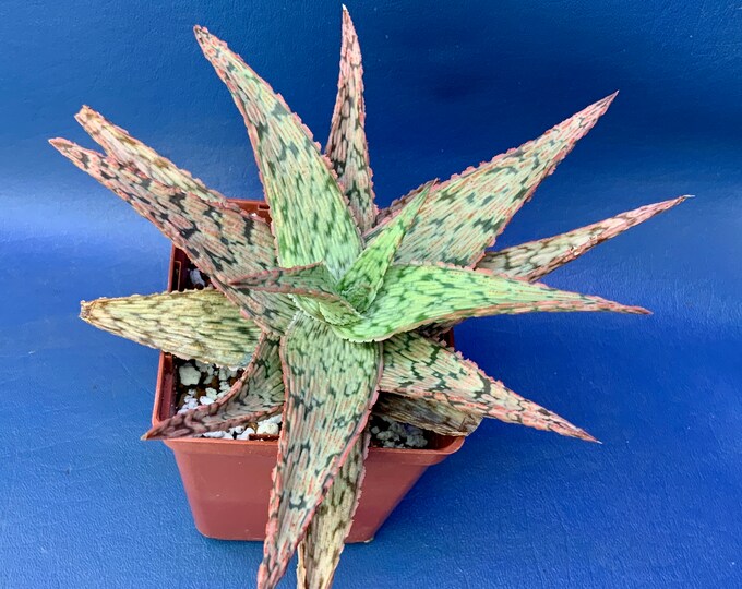 Aloe ‘firecracker’ Shown in a 4 Inch Pot, #3230 - Etsy